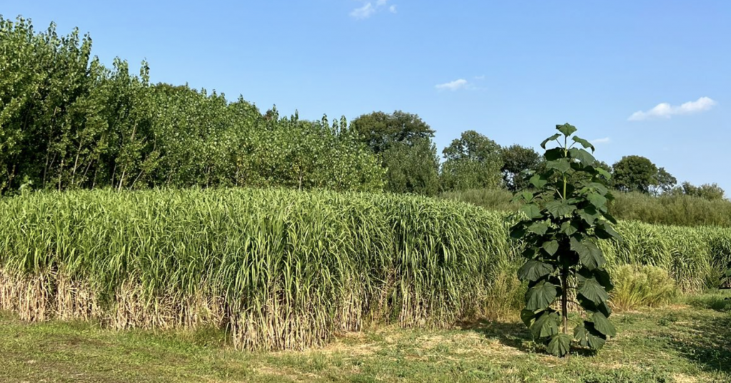 Energy crops: Miscanthus, Willow, Poplar, Pavlovnia... Heat generation ...